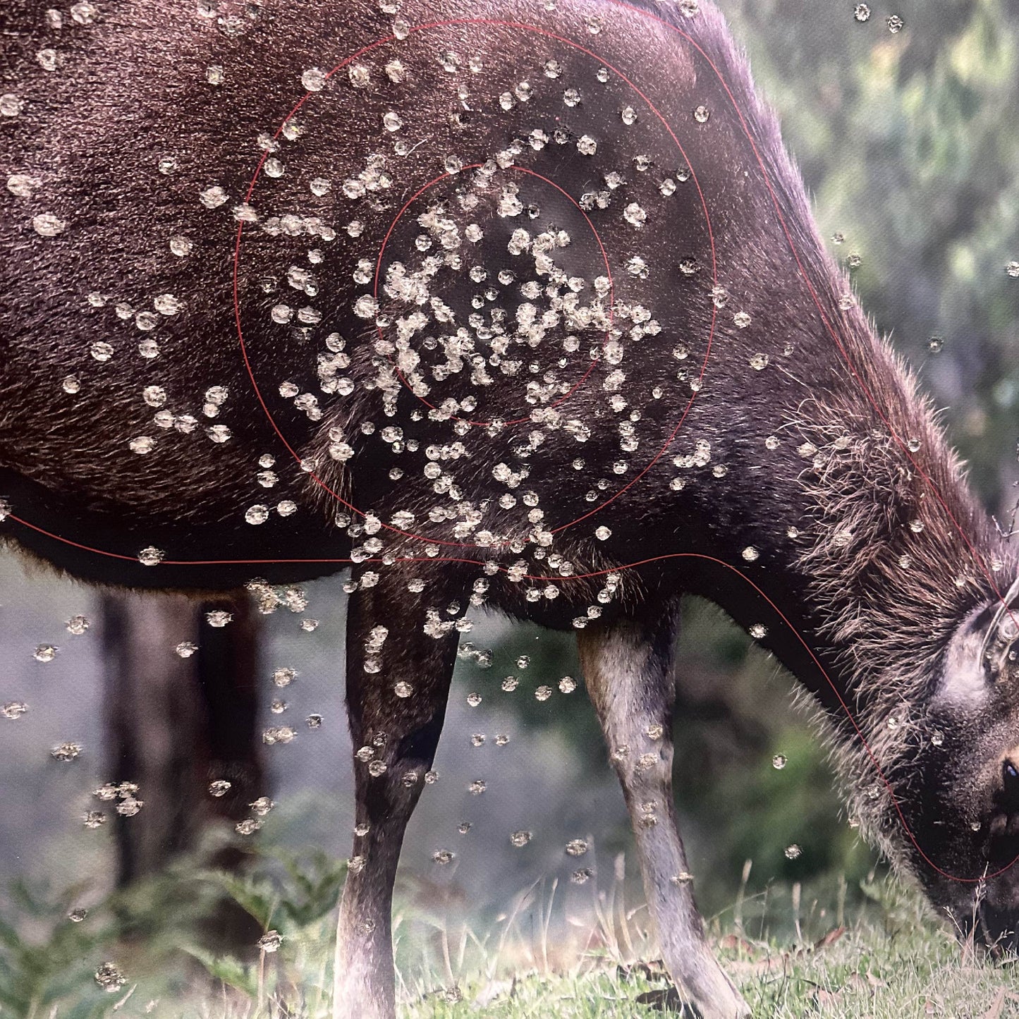 ABA FIELD ARCHERY TARGET - FULL SET – Evade Outdoors