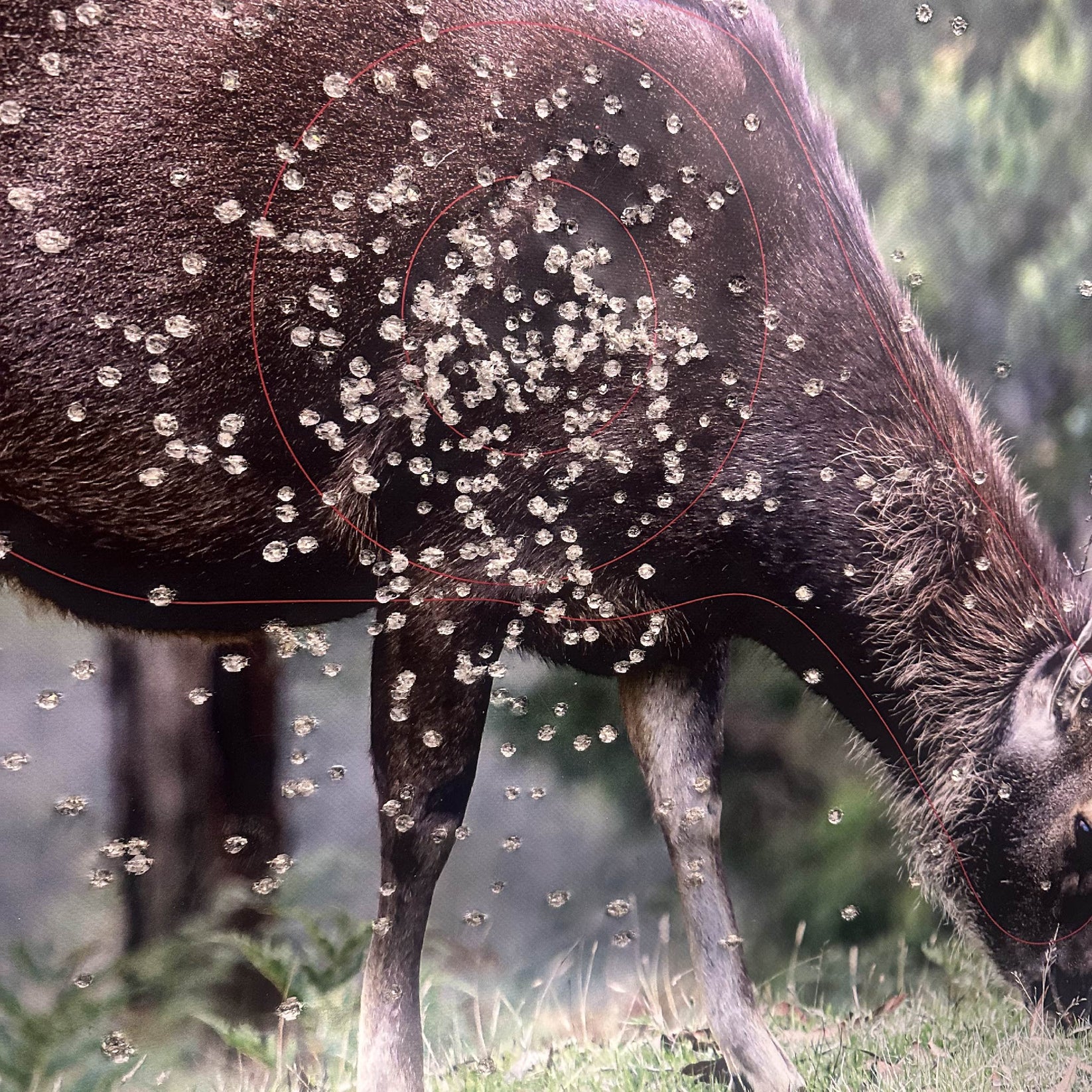 ABA FIELD ARCHERY TARGETS - OZ FERALS (SET 1) - GROUP 5 – Evade Outdoors